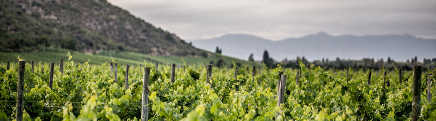 Chile’s Sustainable Winemaking Mapped | VinePair
