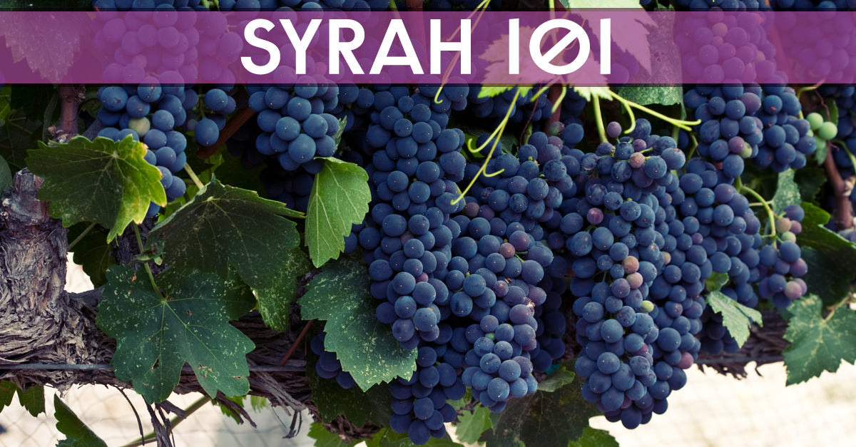 Learn About Syrah & Shiraz (They're The Same!) | Wine 101
