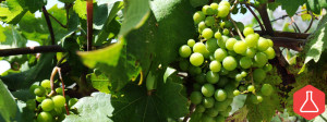 What's Up With Them Peppery Notes? | Wine Geekly