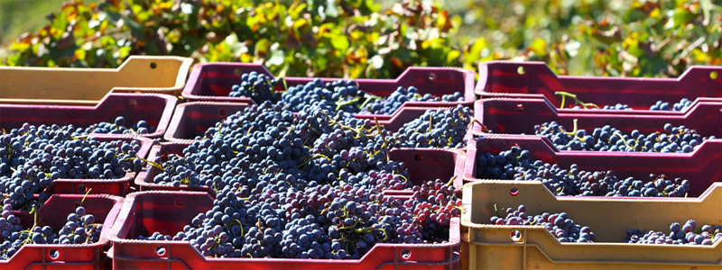 Learn About Grenache (Garnacha) | Facts & Info | Wine 101