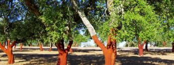 The World's Oldest, Largest Cork Tree - The Whistler Tree | VinePair