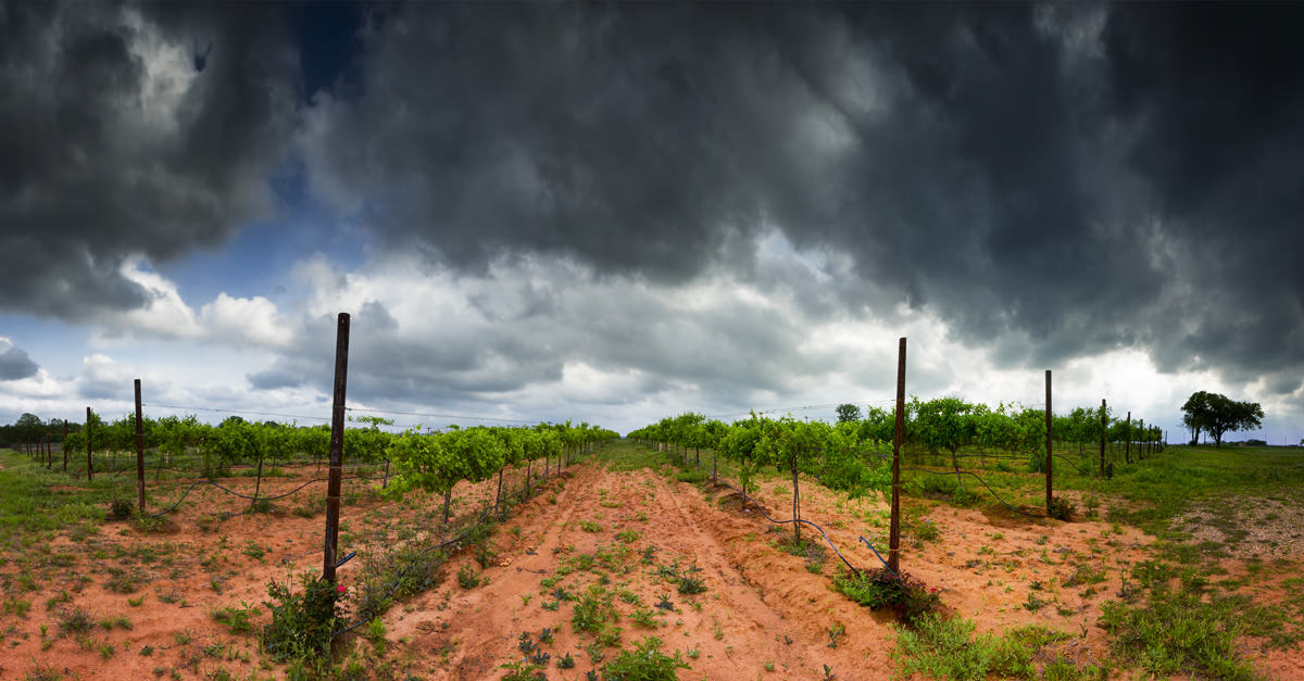 Fascinating Facts About American Viticultural Areas (AVA) | VinePair