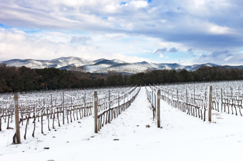 14 Magical Photos Of Vineyards In The Winter | VinePair