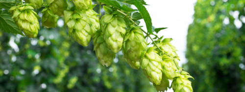 How Much Do You Actually Need To Know About Hops To Enjoy Your Beer ...