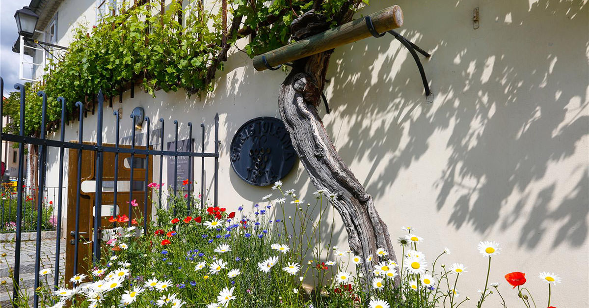 This Grapevine Has Been Around For Nearly 500 Years | VinePair