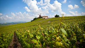 The Vineyards Of Champagne & Burgundy Are So Special, The UN Has Named ...