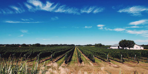 The 11 American Wineries With Breathtaking Views | VinePair