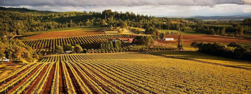 The 11 American Wineries With Breathtaking Views | VinePair