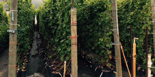 How to Grow A Grapevine: Exploring California's Largest Vine Nursery ...