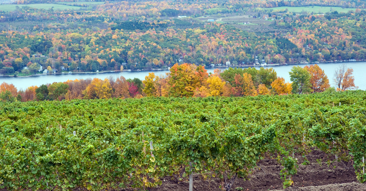 RANKED: The 7 Best Wine Regions In America For Seeing Fall Colors ...