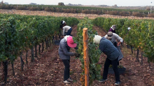 Making Wine In The Midst Of The Syrian Civil War | VinePair