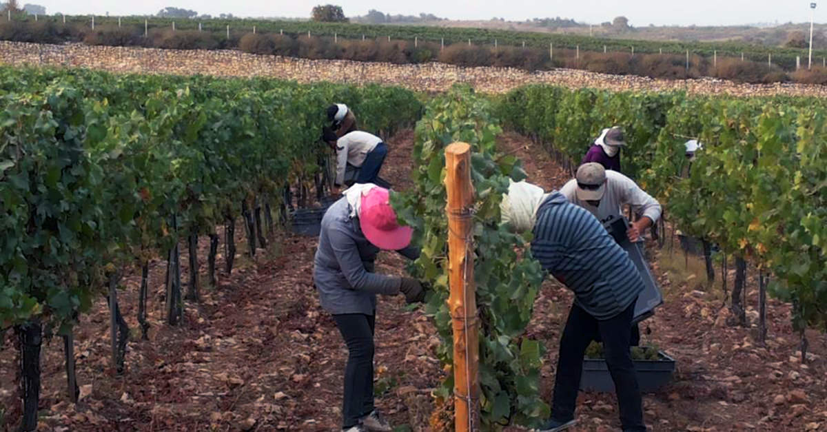 Making Wine In The Midst Of The Syrian Civil War | VinePair