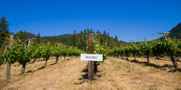 7 Ways To Celebrate World Malbec Day | VinePair