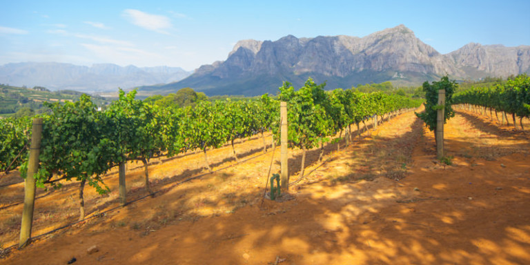 Why Wines Made At High Elevations Can Taste So Good | VinePair