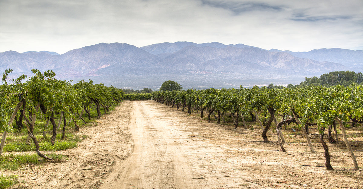 10 Bottles Of Torrontés To Add To Your Summer Drinking List | VinePair