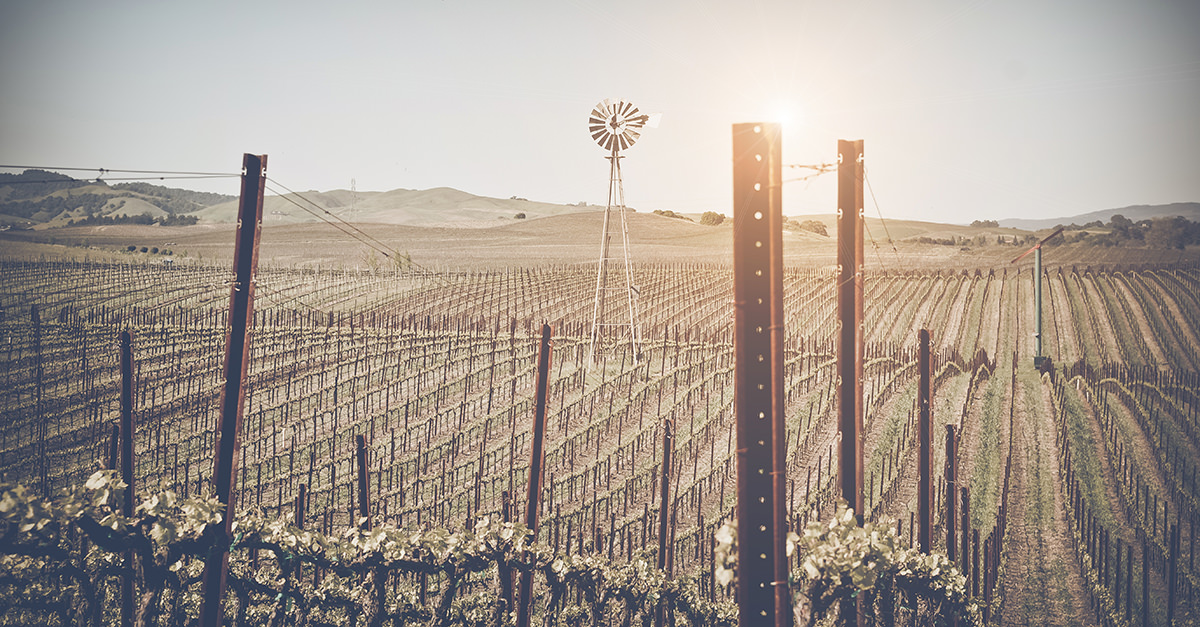 These Famous Winds Make Your Wine Great | VinePair