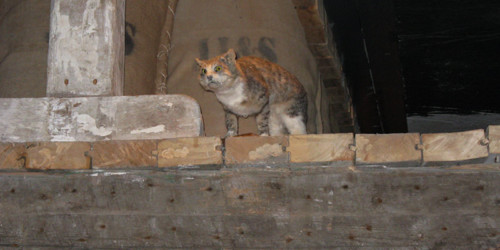 The Secret History Of Distillery Cats | VinePair