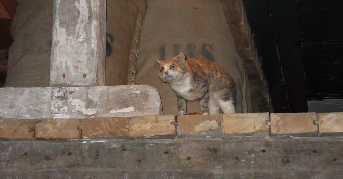 The Secret History Of Distillery Cats | VinePair