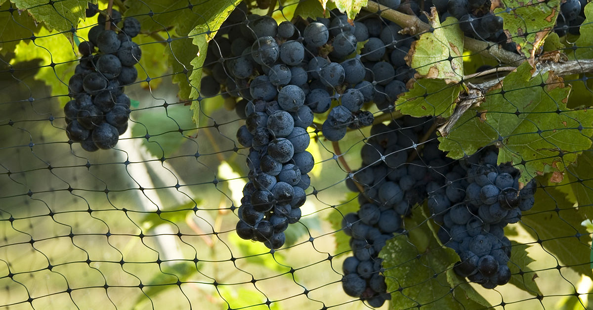 6 Summer Vineyard Pests That Can Ruin Your Wine Before It Leaves The ...