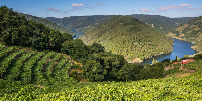 Albariño And Alvarinho Are The Same Grape! | VinePair