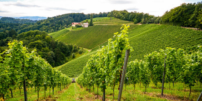 Grüner Veltliner: The White Wine You Need To Know | VinePair