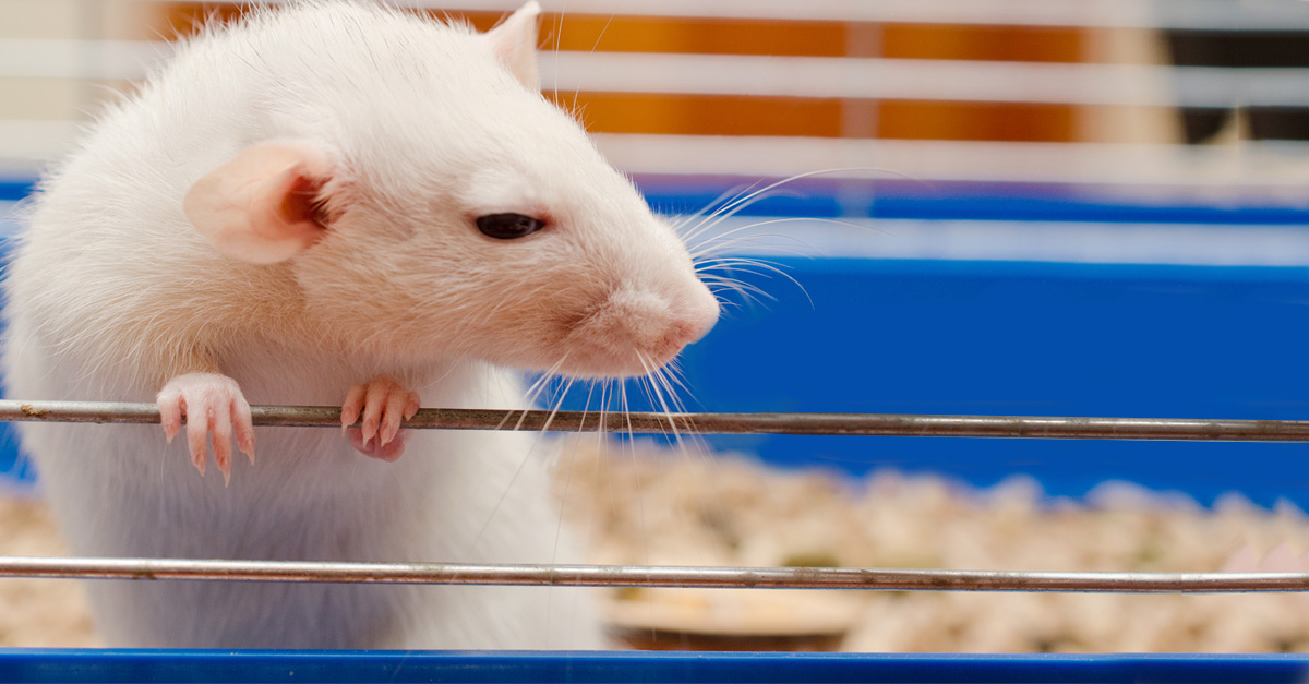 What We Know About Rats' Drinking Habits Thanks To Science | VinePair