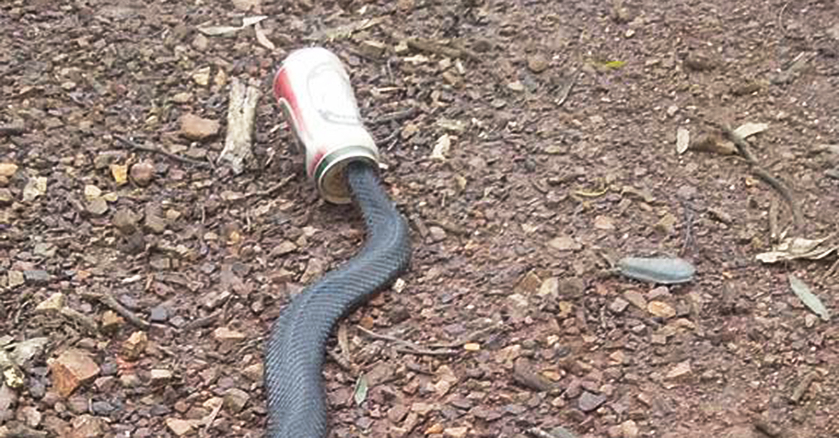 Snakes Keep Getting Their Heads Stuck In Beer Cans. Really. | VinePair