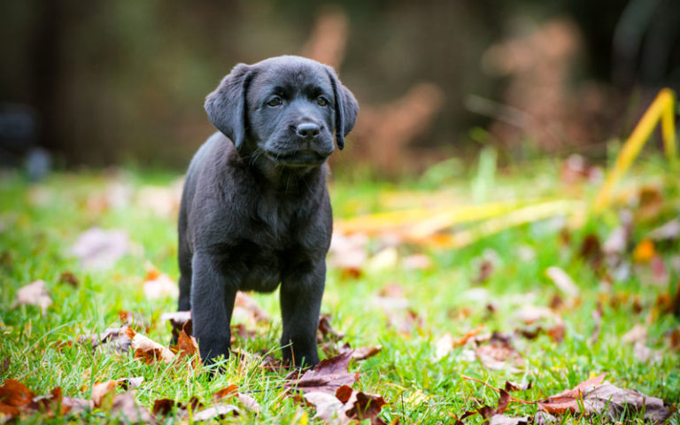 If Your Dog Were a Bottle of Wine, This Is What It'd Be | VinePair