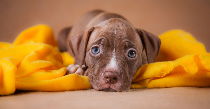 If Your Dog Were a Bottle of Wine, This Is What It'd Be | VinePair