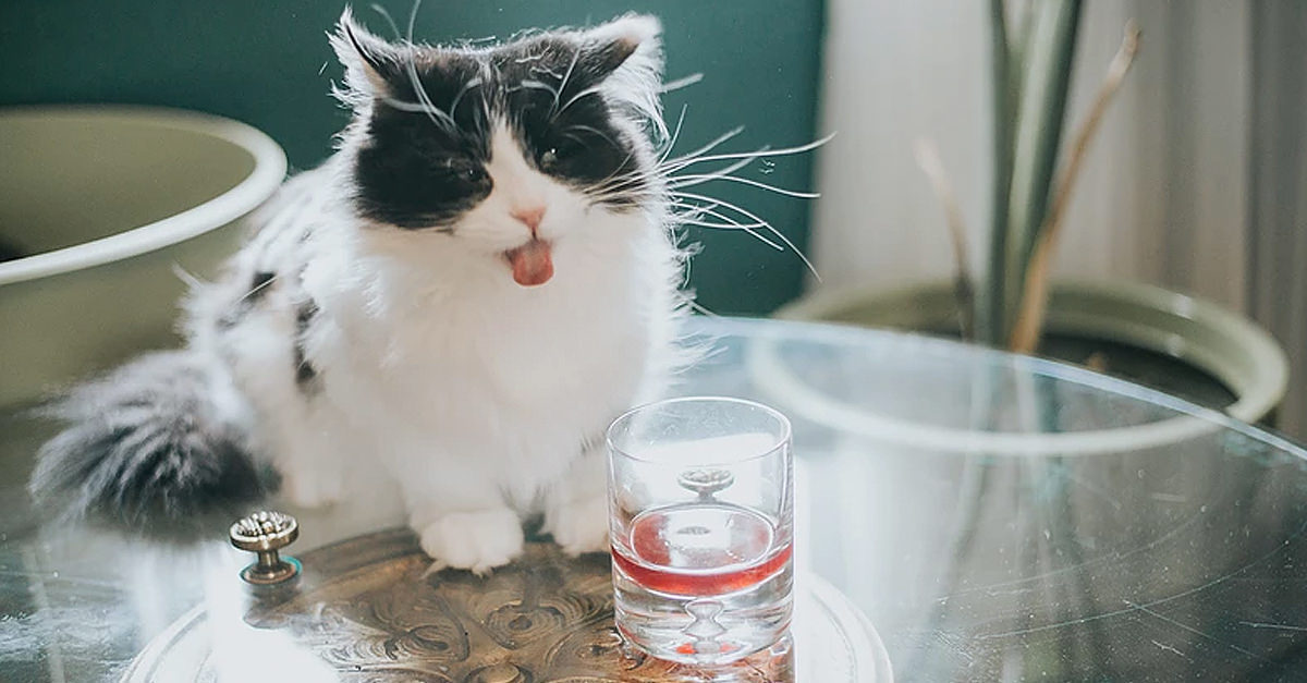 Treat Your Cat to a Glass of Pinot Meow | VinePair