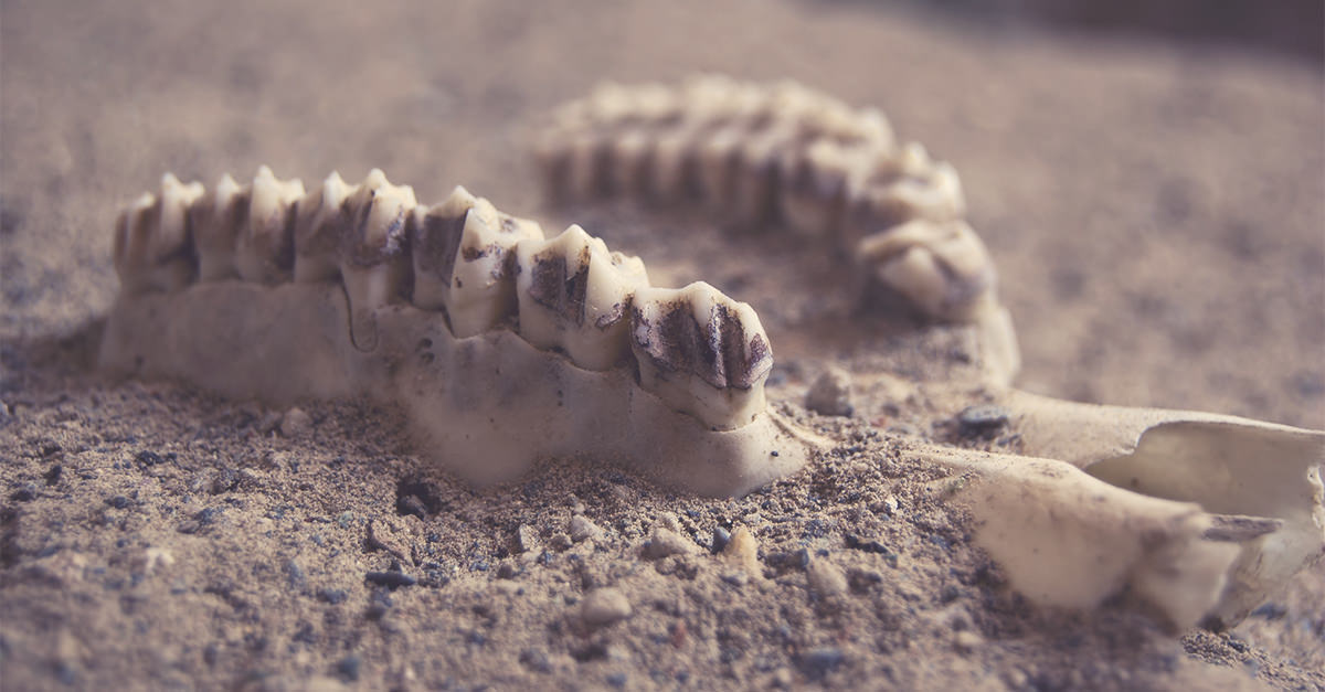 An Ice Age Dentist Made The World's Oldest Tooth Filling In Italy ...