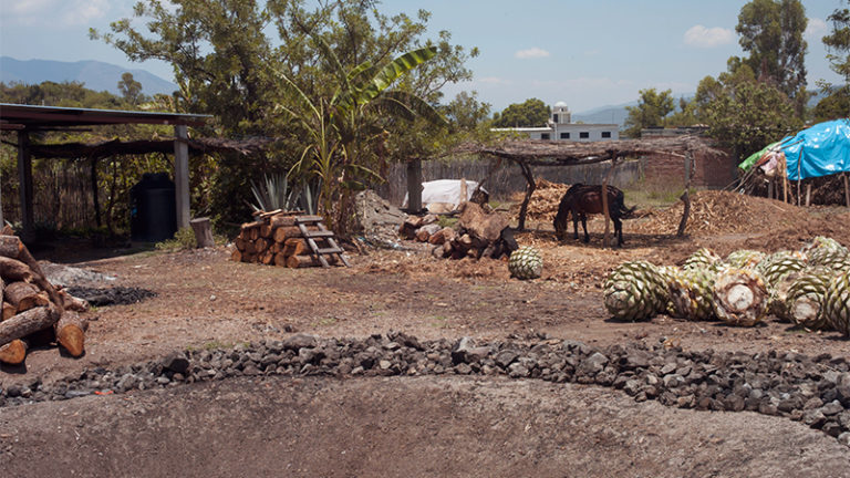 Can Mezcal Grow Its Way to The Mainstream Without Losing Its Roots ...