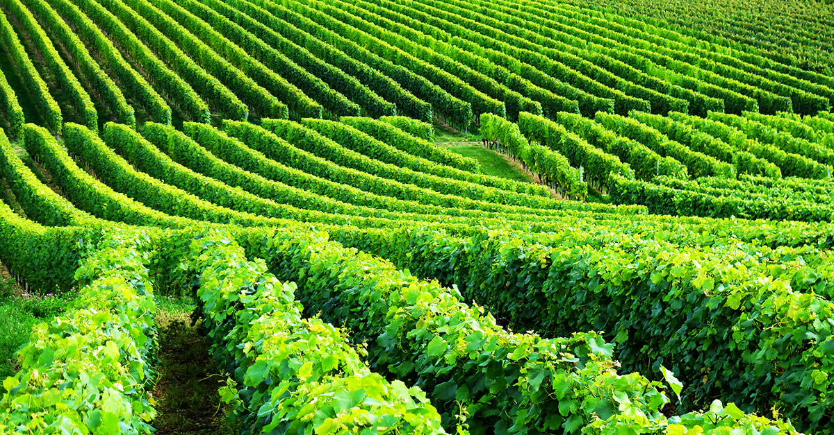 How to Spot a Healthy Vineyard | VinePair