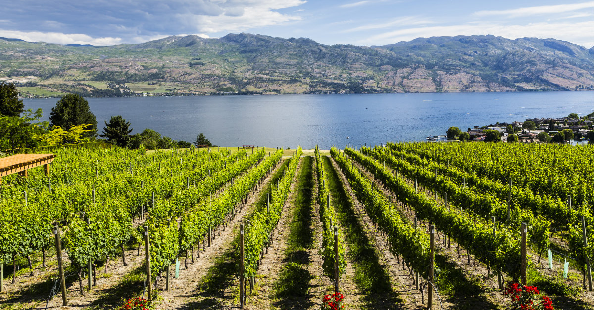 Q&A: 4 Winemakers Talk to Us All About Terroir | VinePair