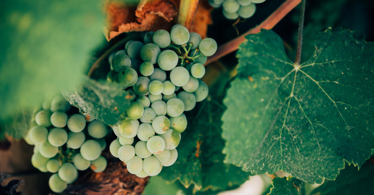These Are the Chemical Compounds That Make Wine Taste So Good | VinePair
