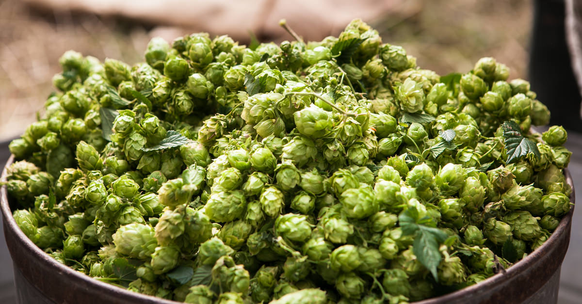 These Are the Chemical Compounds That Make Beer Taste So Good | VinePair