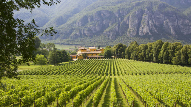 Style Guide: The World's Best Places for Growing Chardonnay | VinePair