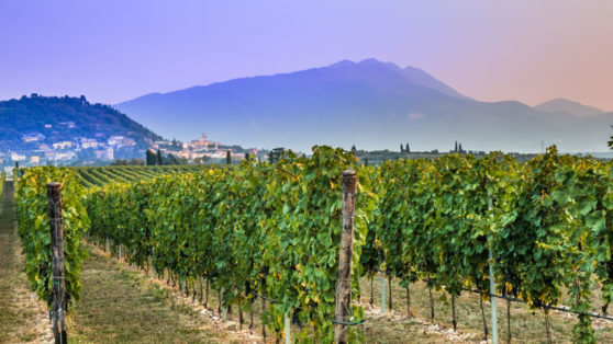 Italy's Rosé Revolutionaries Are Reclaiming Local Grapes With (Gasp ...