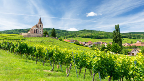 Style Guide: The World's Best Places for Growing Riesling | VinePair