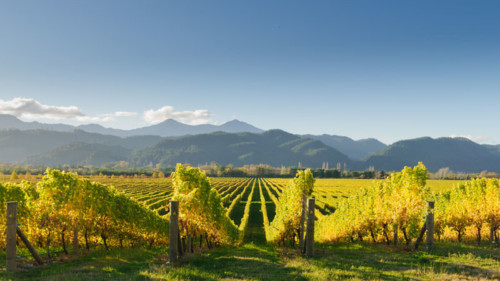 Style Guide: The World's Best Places for Growing Riesling | VinePair