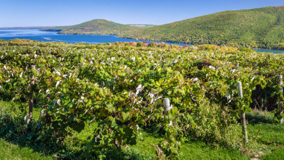 Style Guide: The World's Best Places for Growing Riesling | VinePair