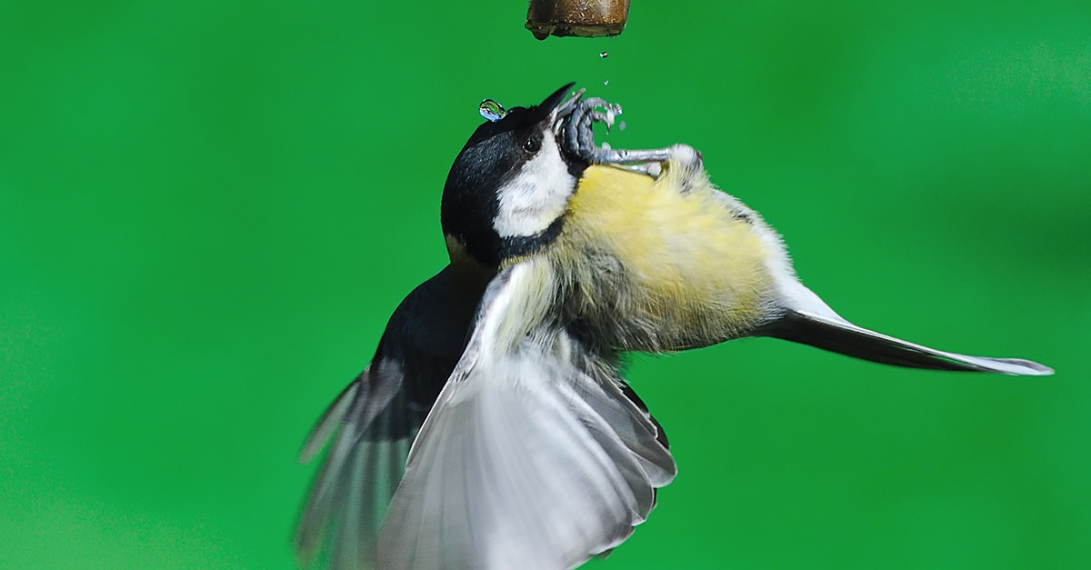 Flying Under The Influence: Drunk Birds Causing Chaos In Minnesota ...