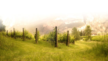 The Differences Between Prosecco, Franciacorta, And Other Italian ...