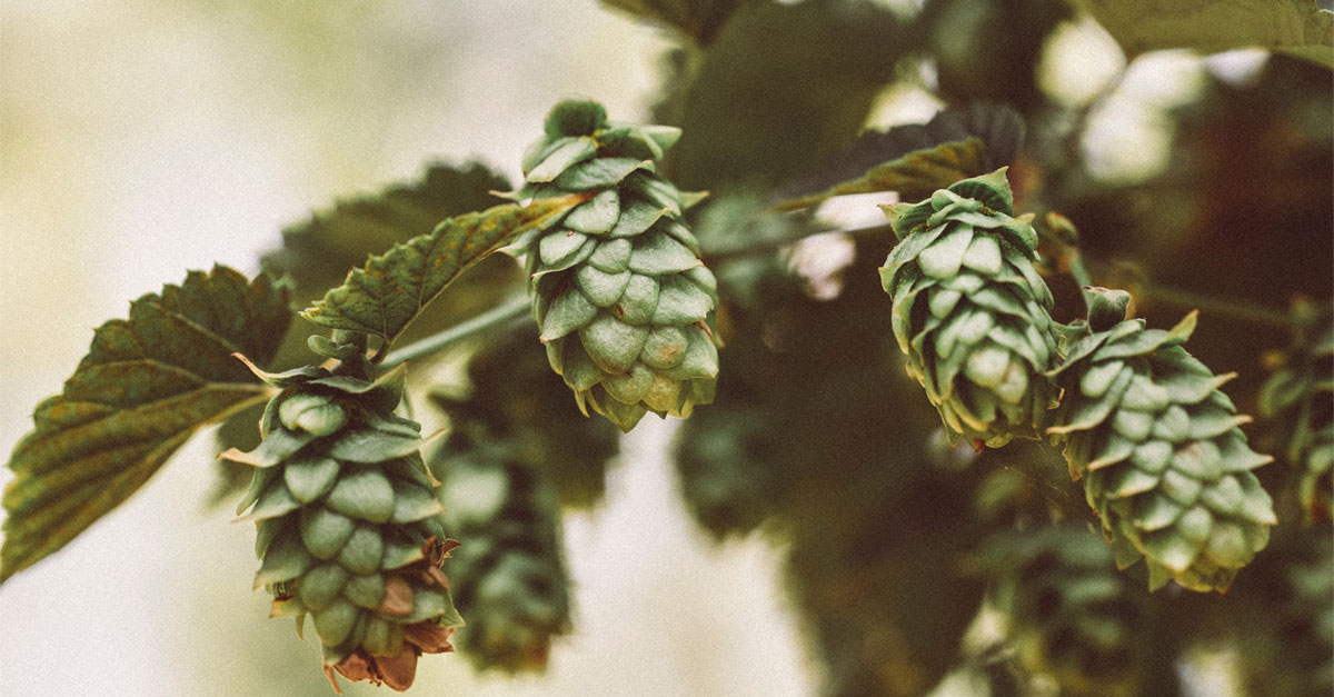 With Rotational IPAs, Brewers and Beer Geeks Go Deep on Small-Batch ...