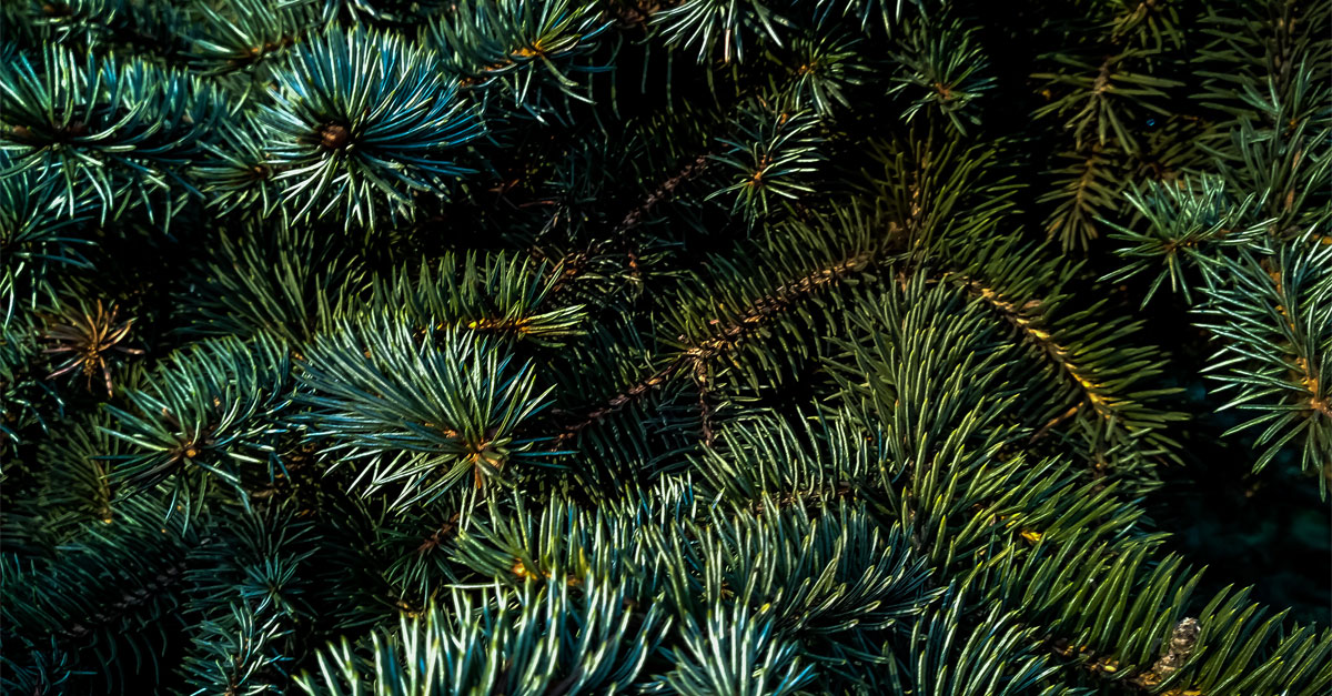 Spruce-Tip Beer Tastes Like New-World Hops but Has Ancient, Global ...