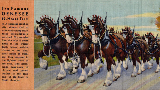Beyond Budweiser: Understanding the Clydesdales' Connection to American ...