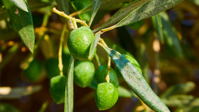 A Field Guide to Olives, From Tree to Table to Toothpick | VinePair