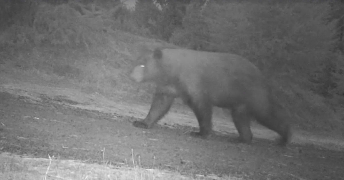 Caught on Camera: Bear Steals Pinot Noir Grapes from California Winery ... Caught on Camera: Bear Steals Pinot Noir Grapes from California Winery ...