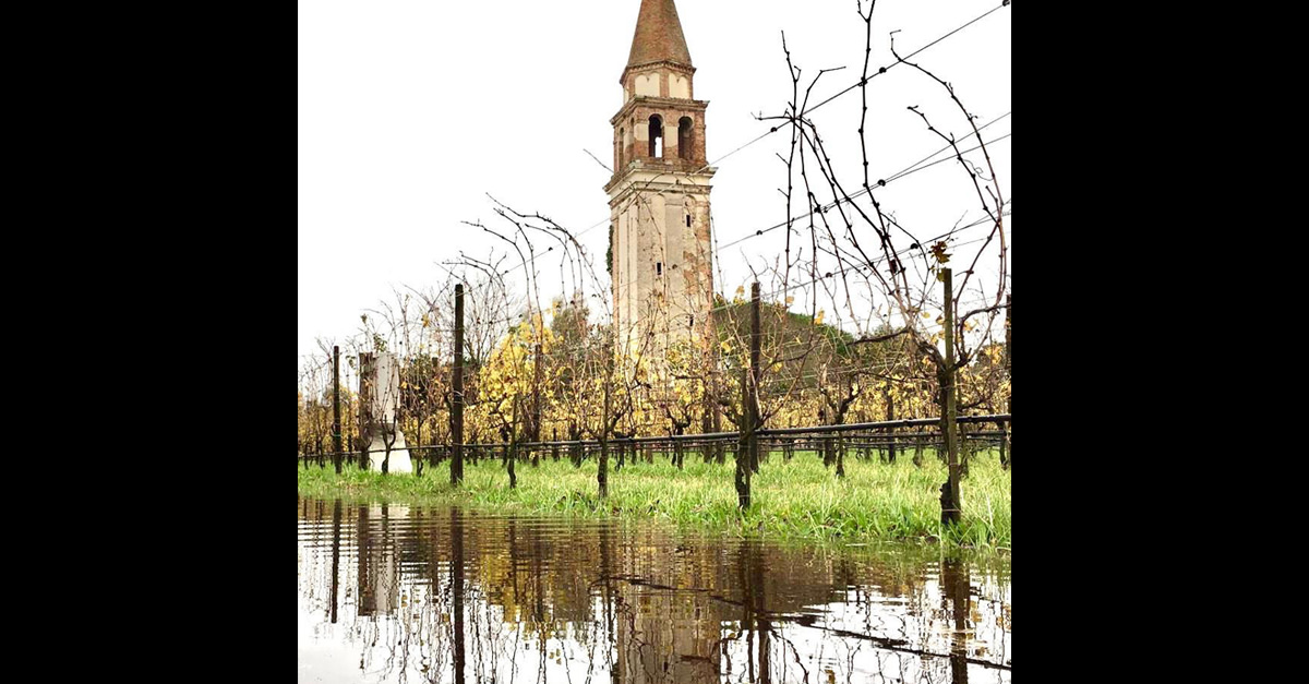 Venice's Island Vineyard Venissa Tries to Save Rare Grapes After Floods ...