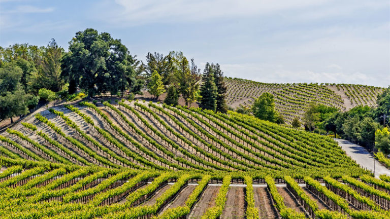 The World’s Top 10 Wine Destinations for 2020 | VinePair